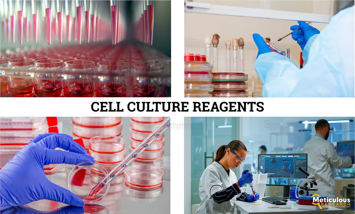 Cell Culture Reagents Market Shows Strong Expansion between 2022–2029 ...
