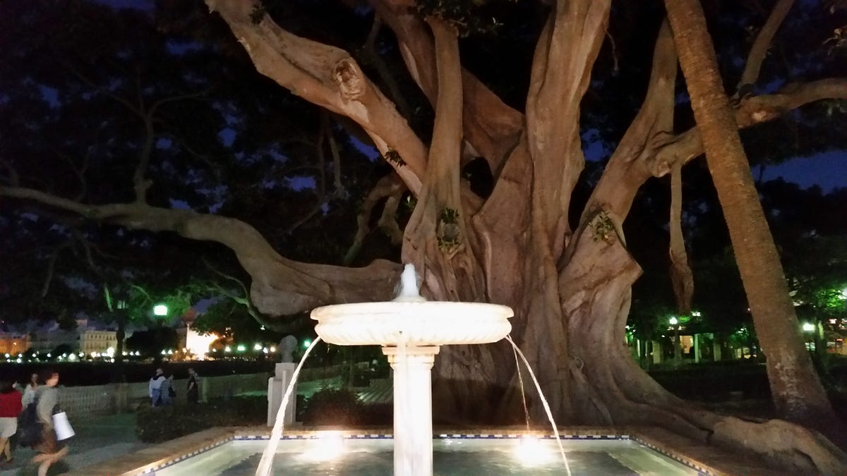 Trees in Batteries: Research is branching out | The Dock on the Bay