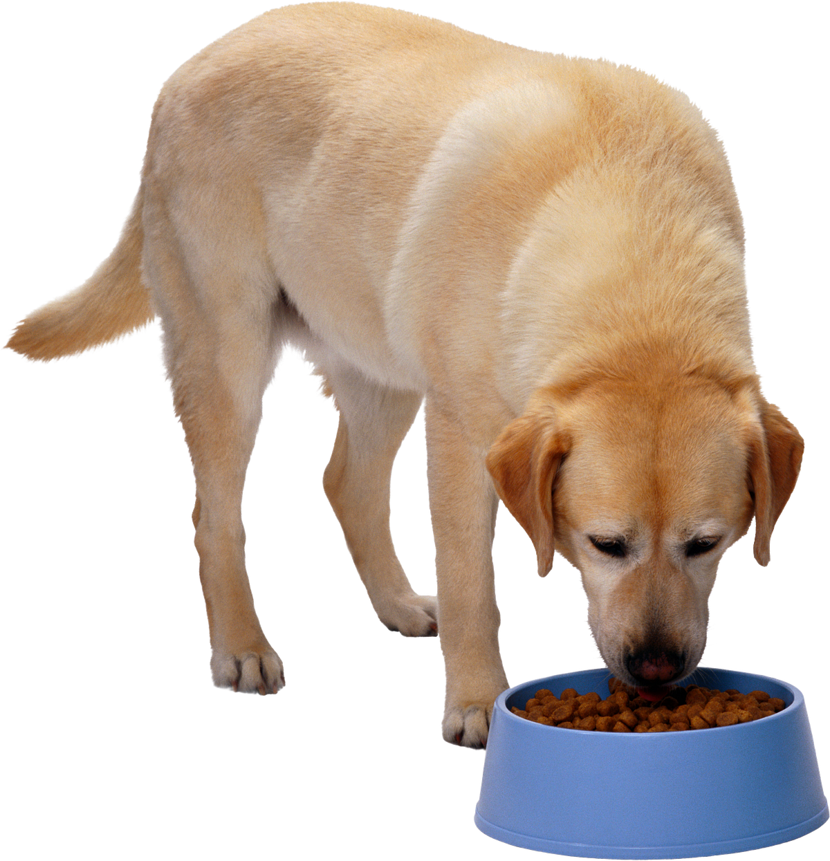 Empowering Your Labrador Retriever Dog Breed Knowledge | by Avalon ...