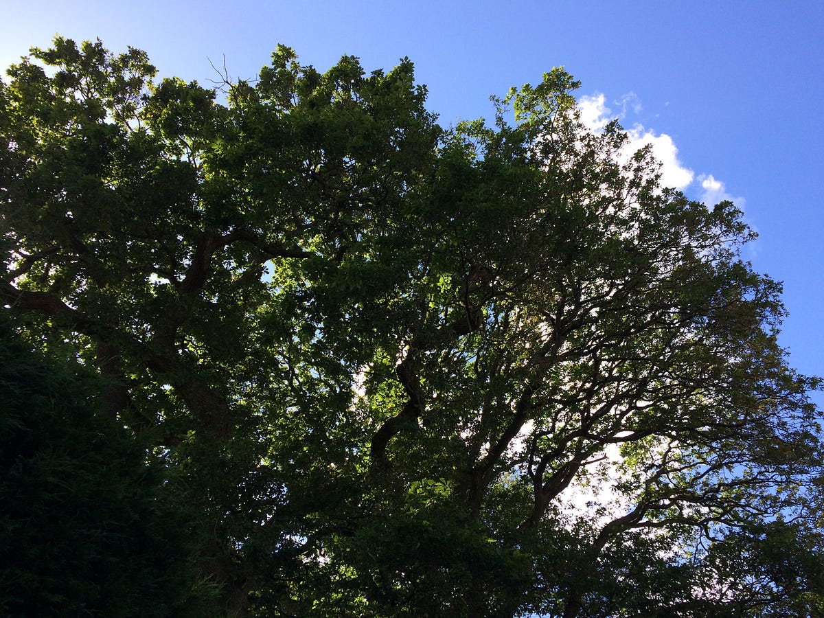 Midsummer’s Day. The middle of summer, the longest day… | by Simon Goss ...