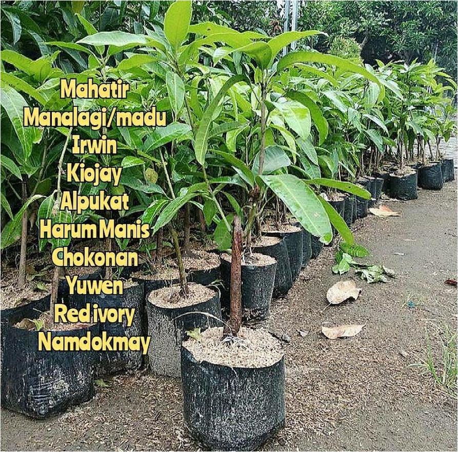 Bibit Mangga Kombinasi Ready 1 Pohon Bisa Berbuah 2 Jenis Dimensi ...
