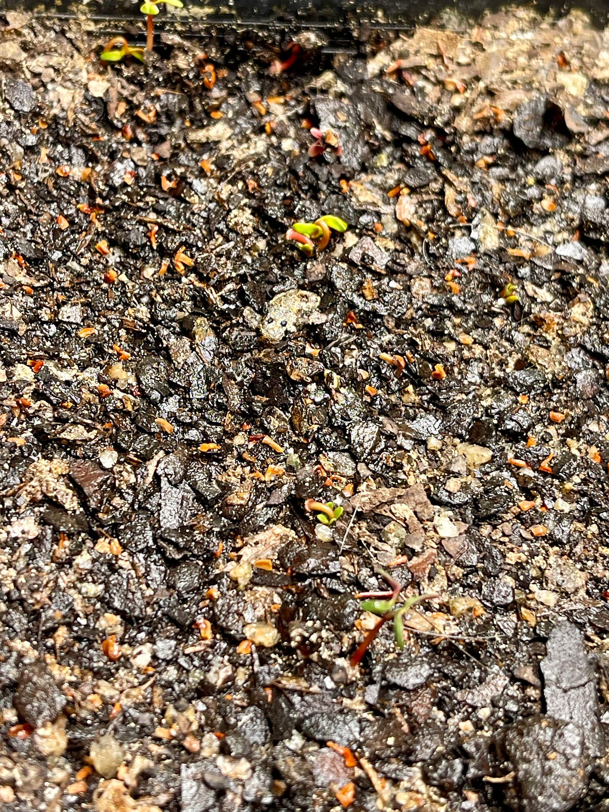 I’m Excited, Sprouting Silver Gums. | by Dr John Frederick Rose ...
