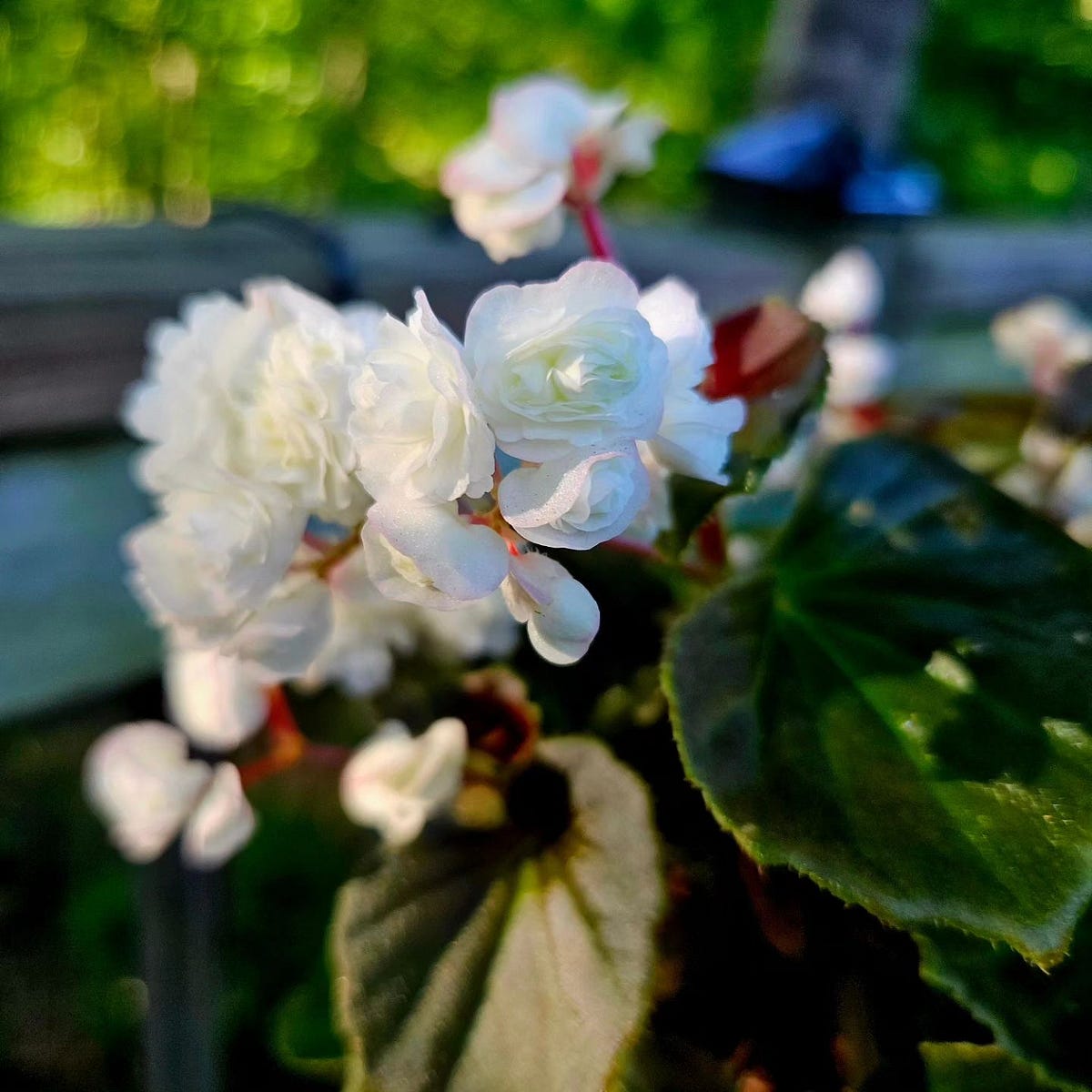 Begonia Once upon a time, in a small garden, there grew a beautiful ...
