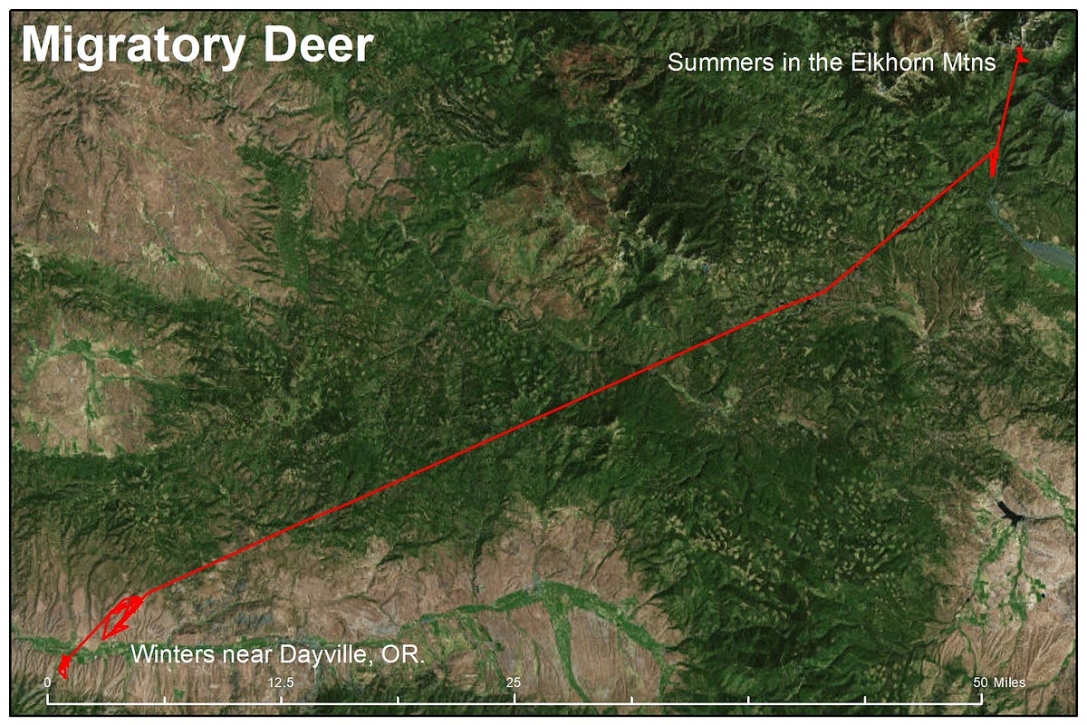 What we learned from collaring 1000+ mule deer in the Blue Mountains ...