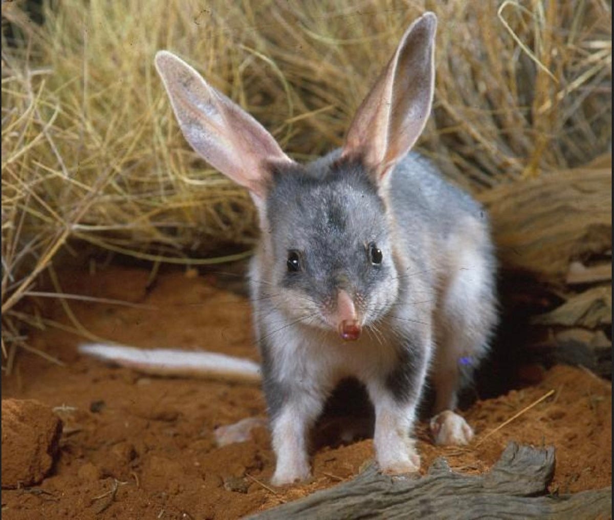 BILBY. If she had been born Out in the wild… | by Maureen McConaghy ...