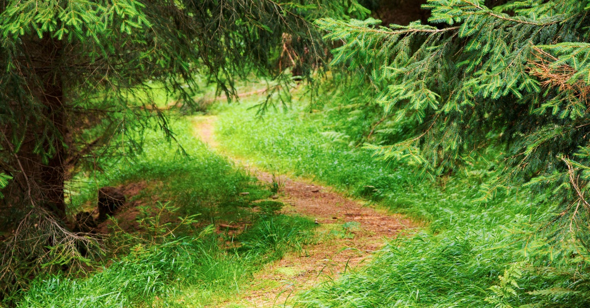 Forget your passion, follow your Desire Path | by Kim Witten, PhD | Medium