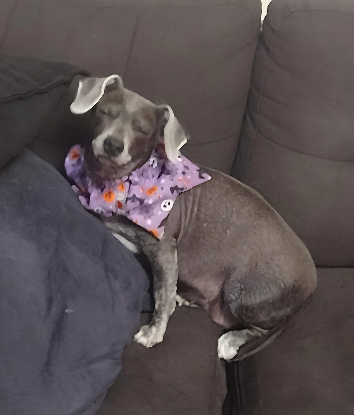 ChiWeenies Are The Best Weenie. Why Chiweenie Dogs Are Simply Pawsome ...