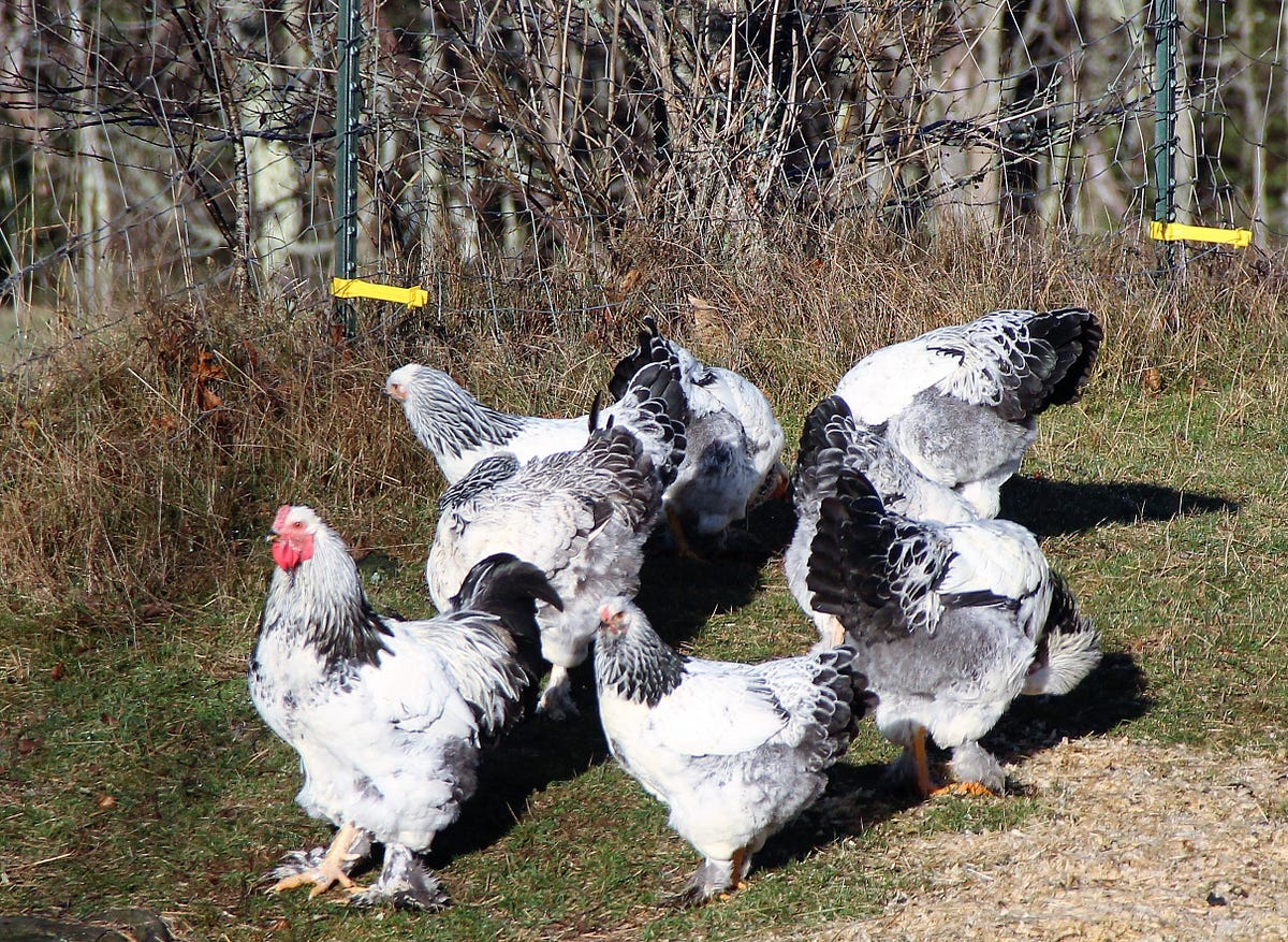 Tiny Houses. There are two chicken coops at… | by Daryl Waters Conner ...
