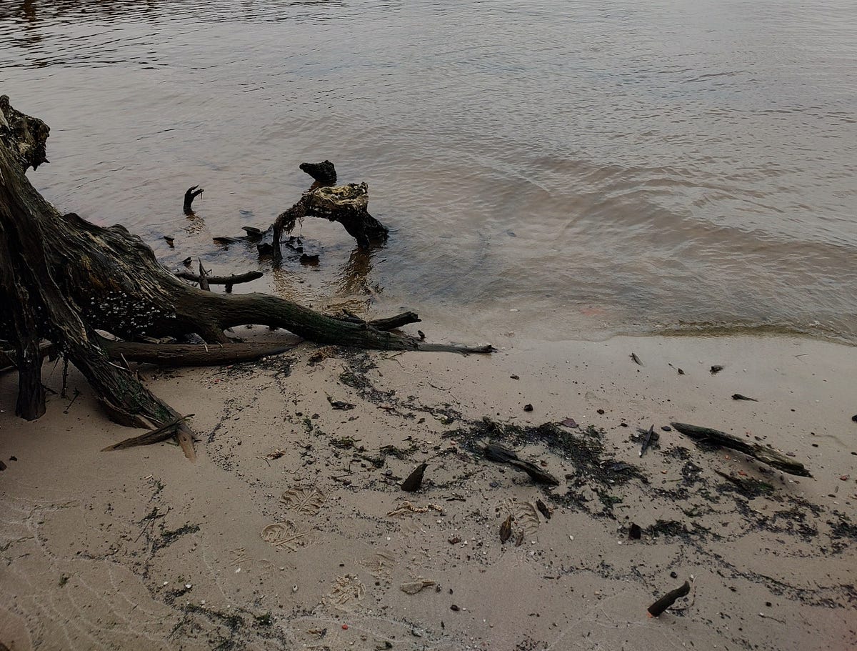 Unplug and Smell the Fishes. It’s a sign of a healthy river | by ...