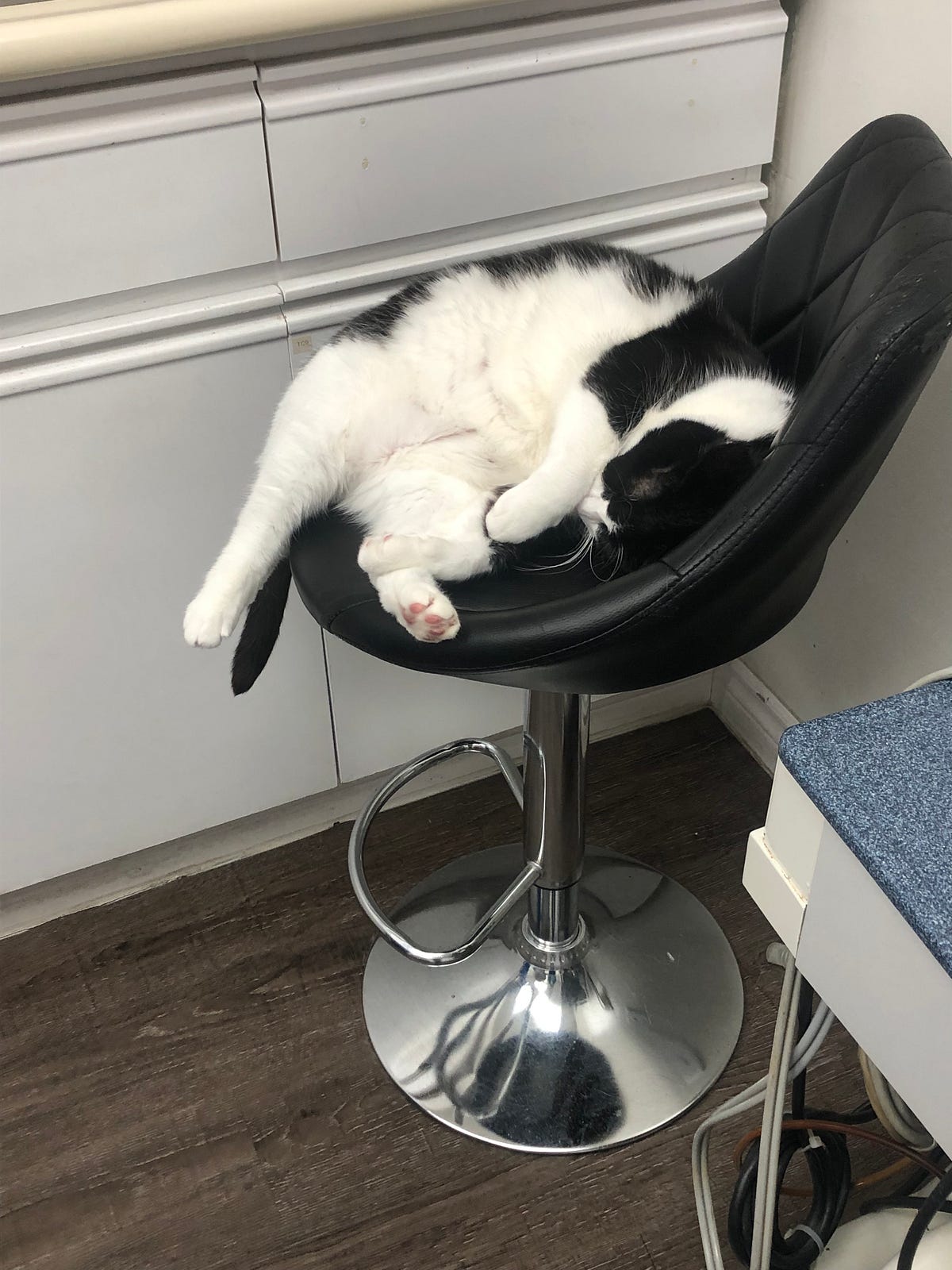 Shadowing at a Vet Clinic: Day 1. Hello! | by FutureVet | Medium