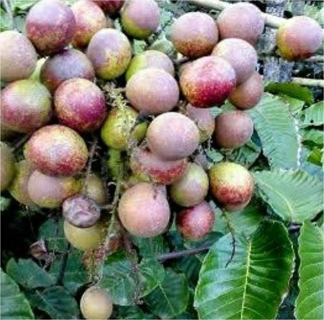 Bibit Matoa Buah Super Genjah Wonosobo Terlengkap | by Itangnursery ...