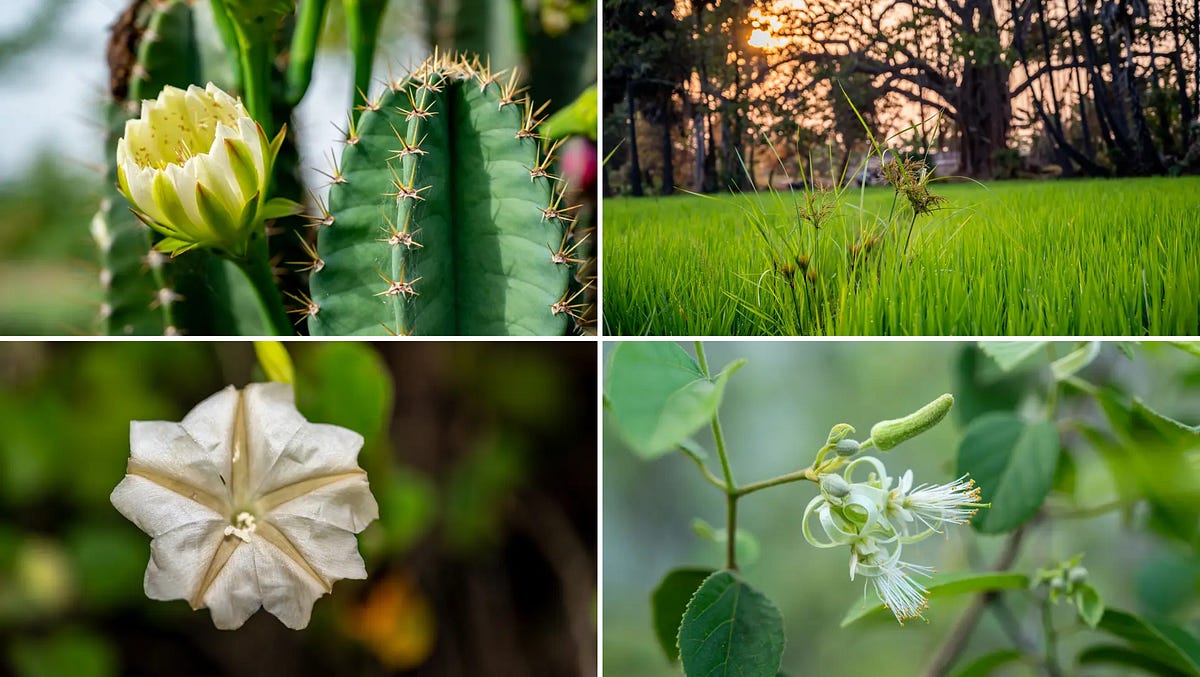 Beautiful Plant Images with 90+ collections: Part 10 on NaturePicStock ...