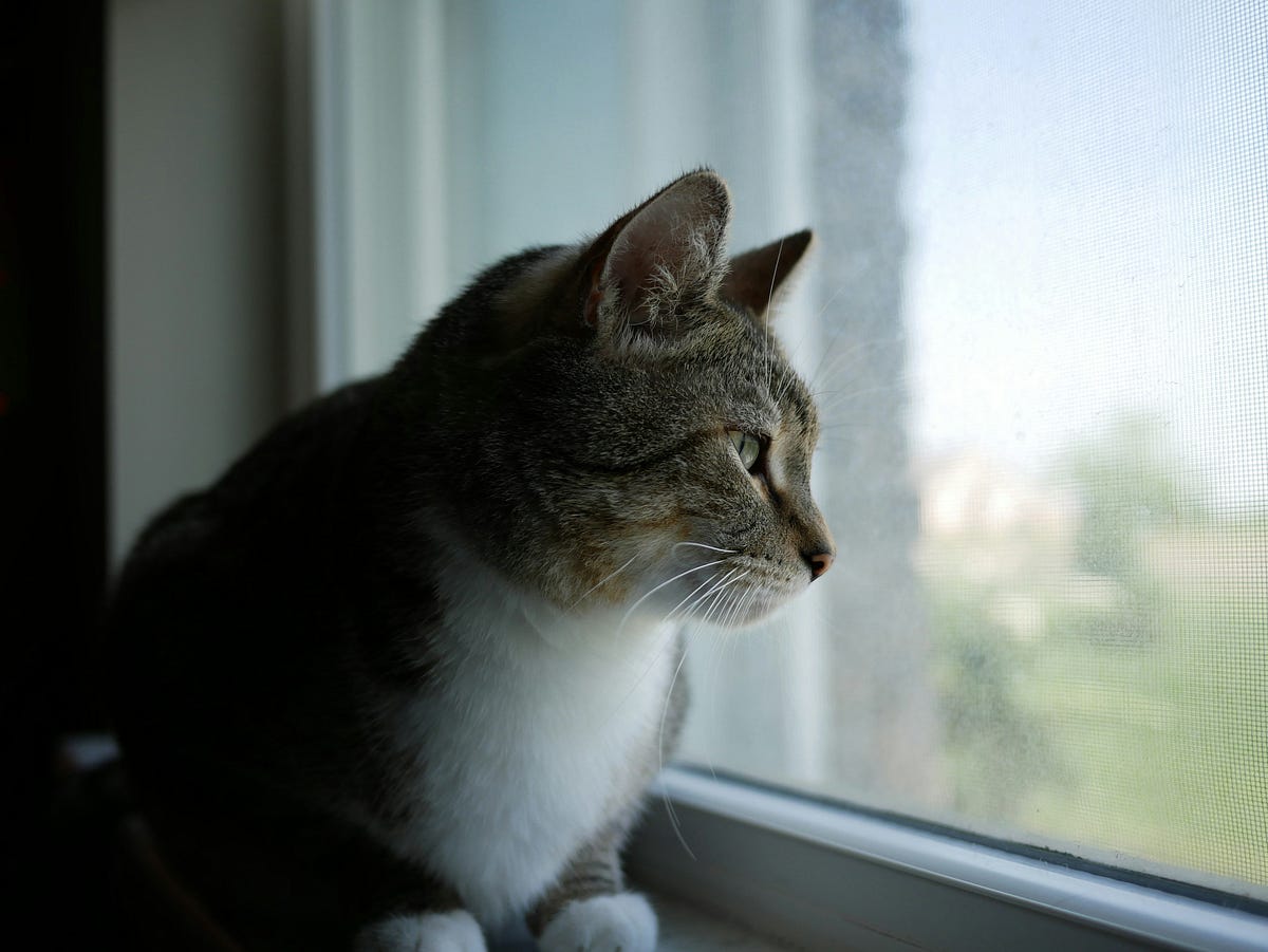 The Month of May: Update On Life, Or Lack Thereof | by Caroline | Medium