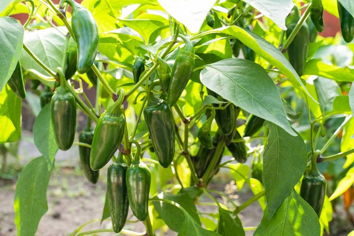 Intercropping Vegetable Plants for Aesthetic Beauty- Peppers | by ...