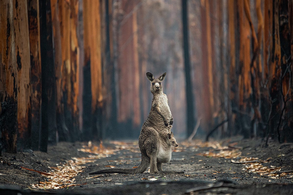 We Animals Media: Telling Animal Stories | by We Animals | Medium