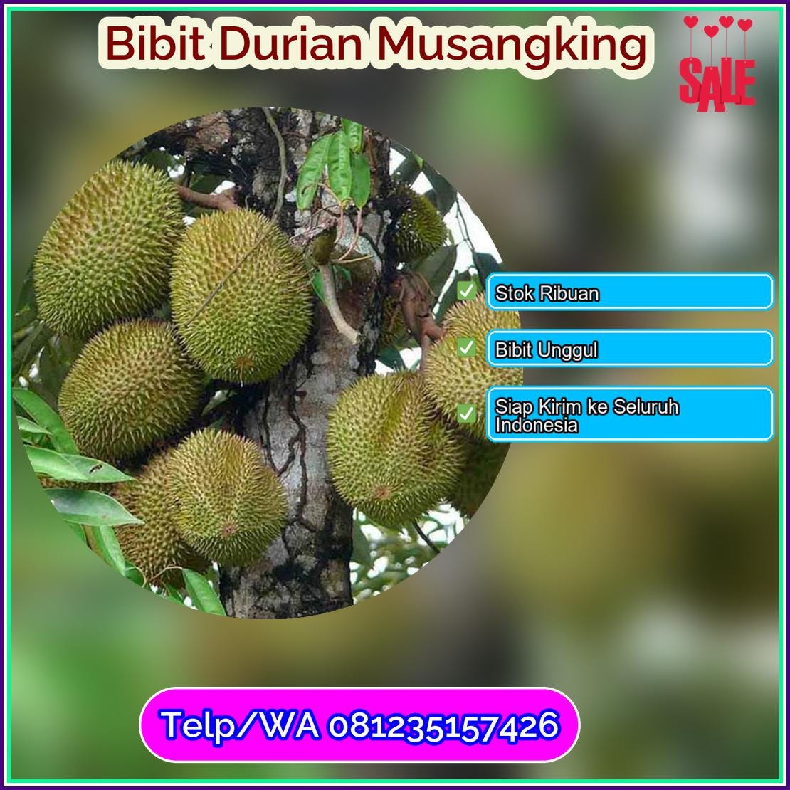 Jual Bibit Durian Musangking Tanggamus | by Jasmin Buah | Aug, 2023 | Medium