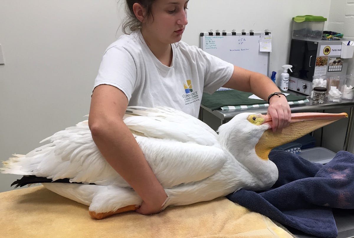 Red tide likely responsible for white pelican death | by Conservancy of ...