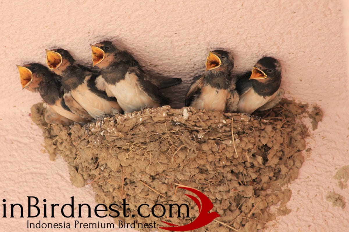 Rahasia Keajaiban Sarang Burung Walet | by Jual Sarang Walet com | Medium