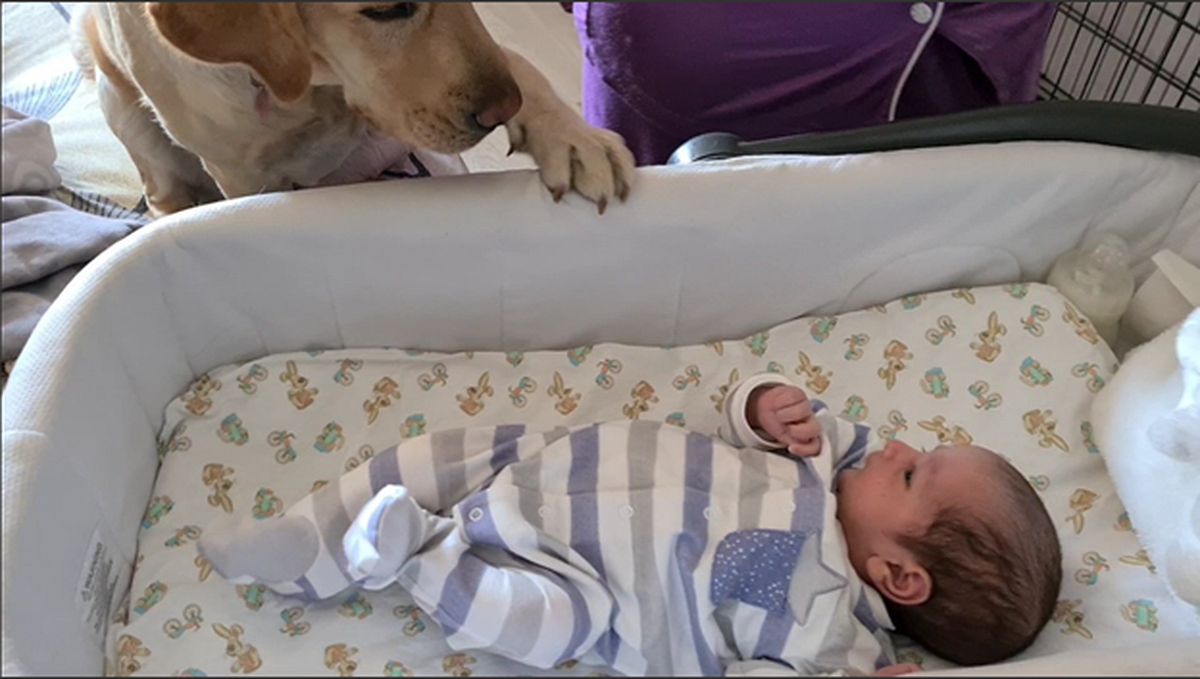 An Amazing Relationship between a Human and a Dog; The Cardinal ...