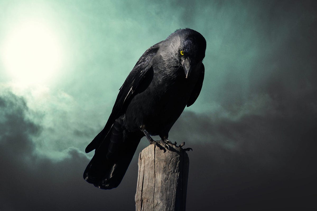 The Message Is Clear. The raven gazed deep into my soul, and… | by Paul ...