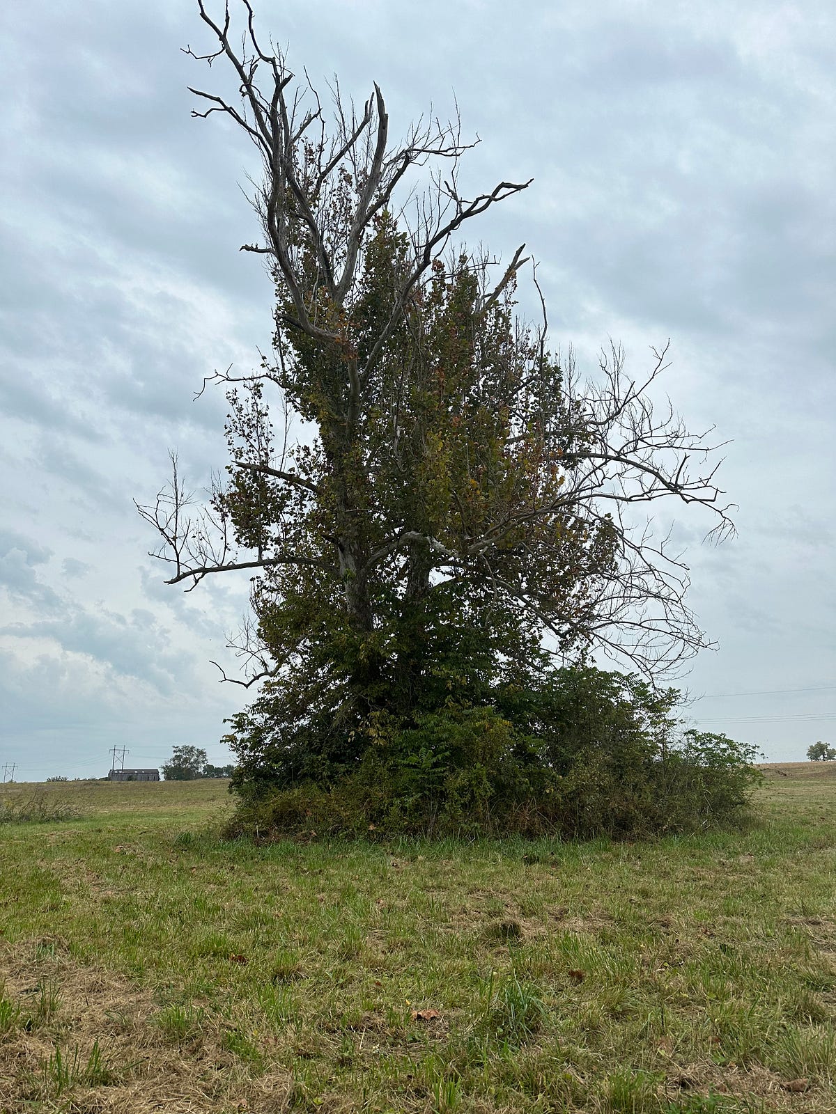 Title: “The Majestic Trees: A Symbol of Resilience and Aspiration” | by ...