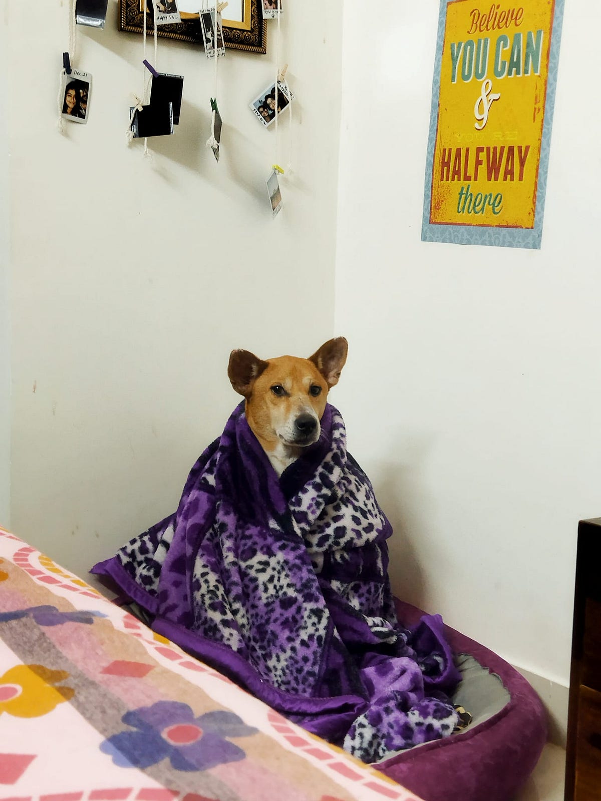 2 Common but Often-Overlooked Symptoms of Severe Illness in Dogs | by ...
