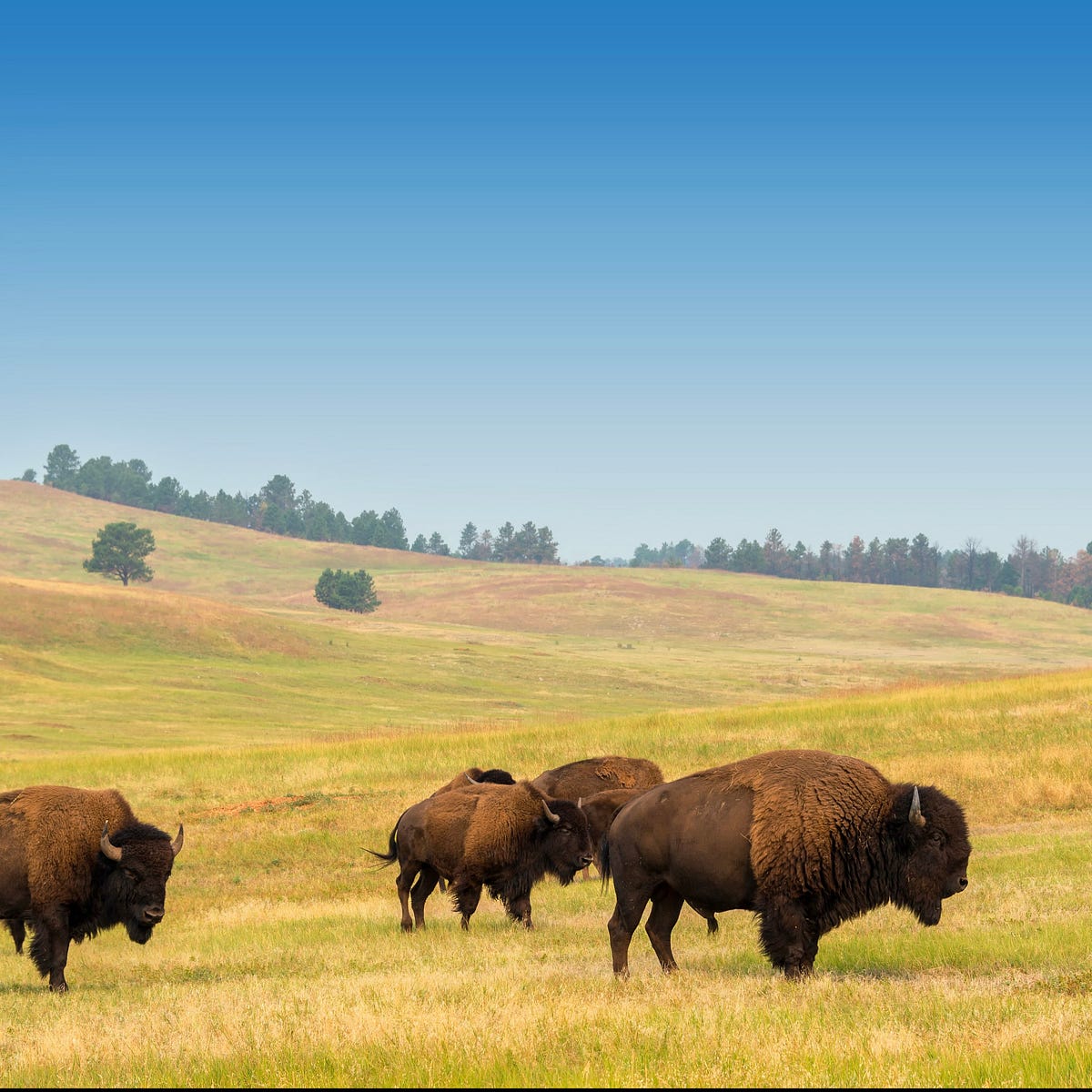 Why Do Buffalos Run Towards Storms? | by Weal | Medium