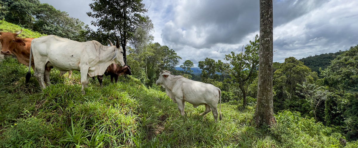 The Symphony Within: How Food’s Vibrational Patterns Shape Our Health ...