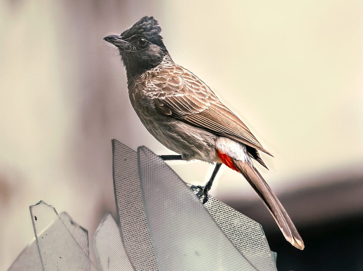 The Simple Path To Happiness. Little bulbul may hold some lessons… | by Raj Bhatia ...