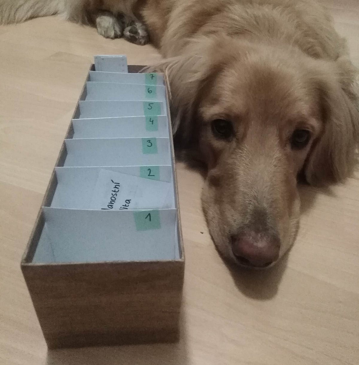 Leitner box - Andrea Krobauerová - Medium