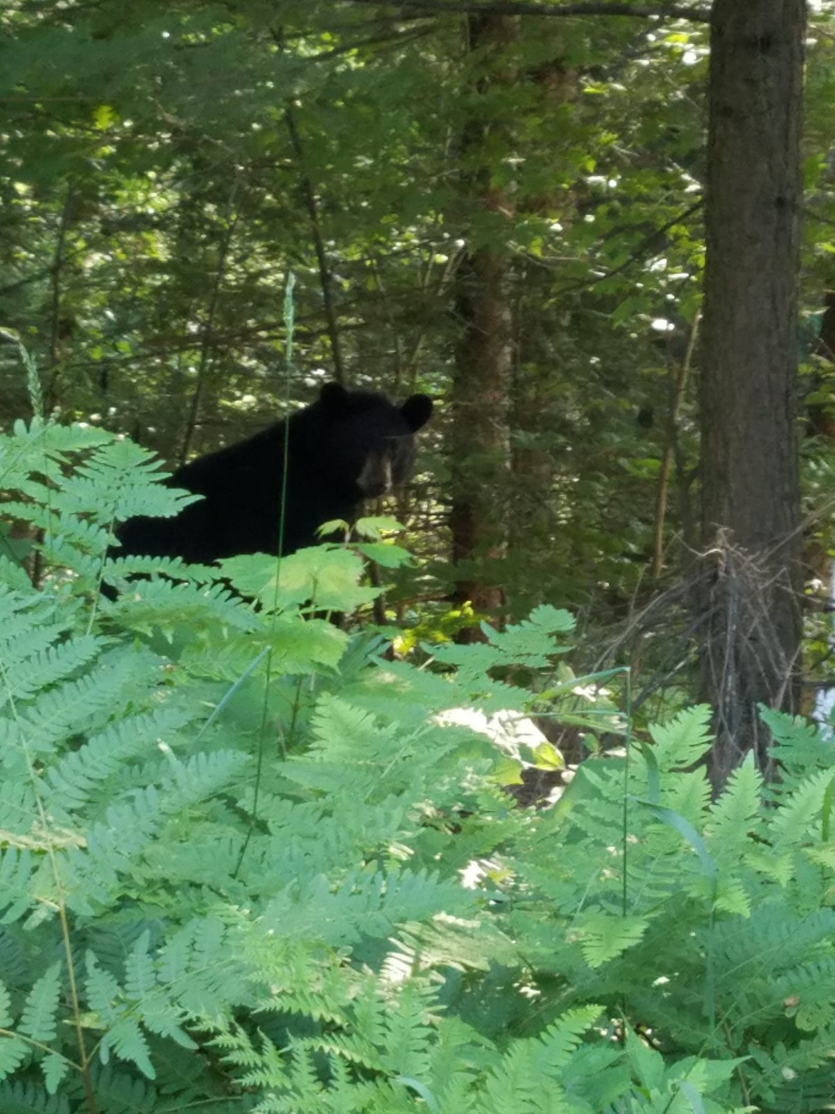 Learning from Nature.. I believe the best answers to most… | by Nick ...
