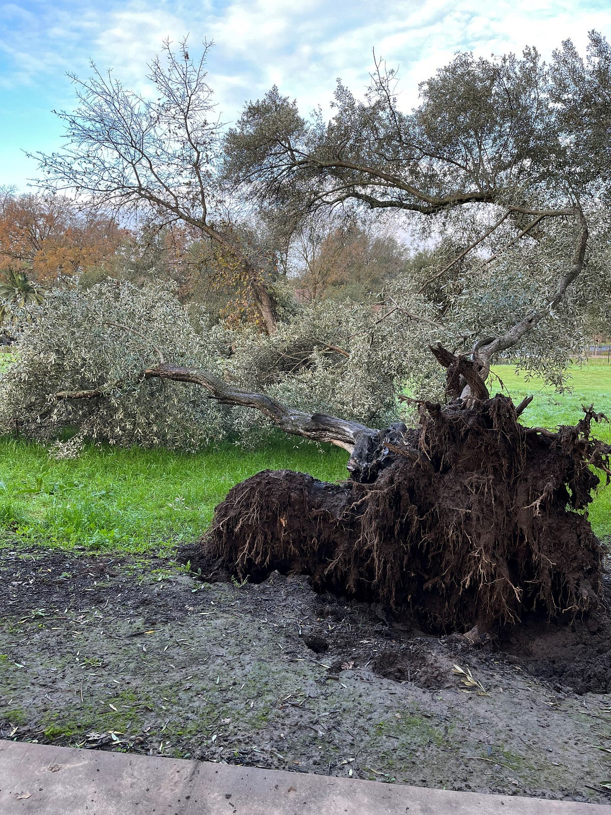 Uprooted. The olive tree could no longer hold up… | by Carmen Micsa, MA ...