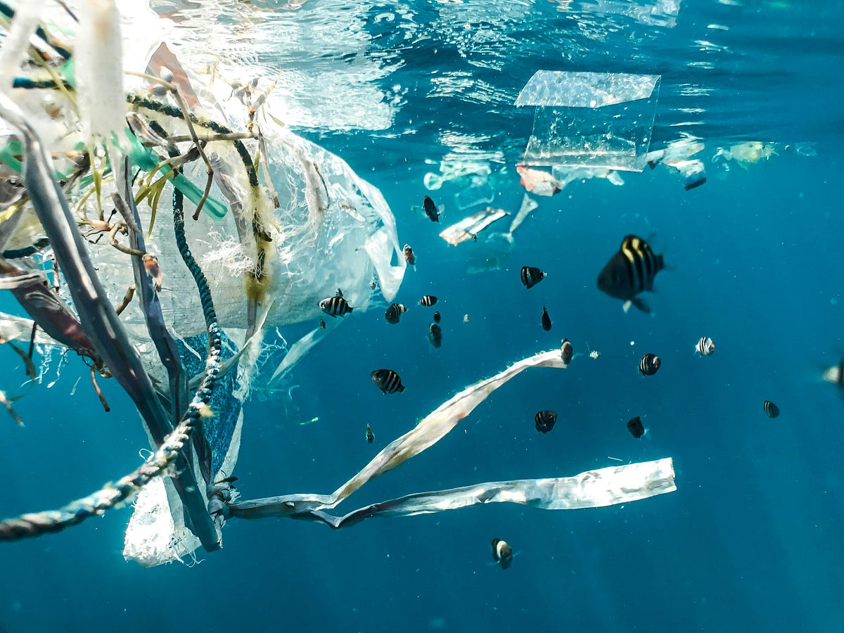 Marine Fungi & Microplastics. We know that microplastics are… | by ...