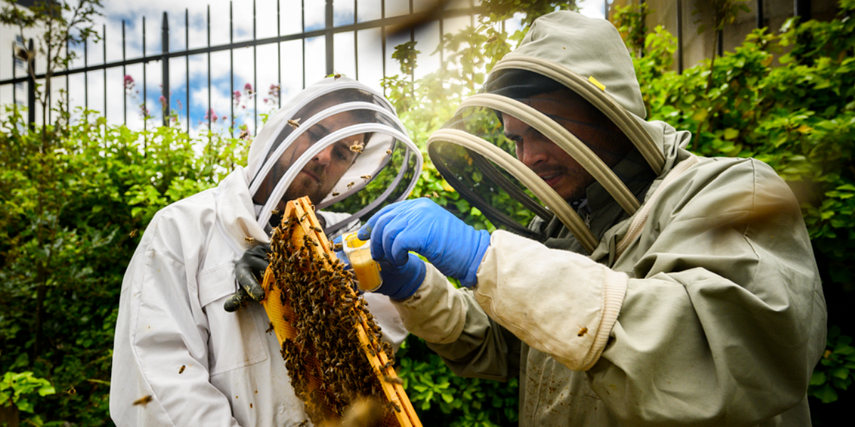 Beyond Buzzwords: How Bees can drive human change | by Ben Preston ...