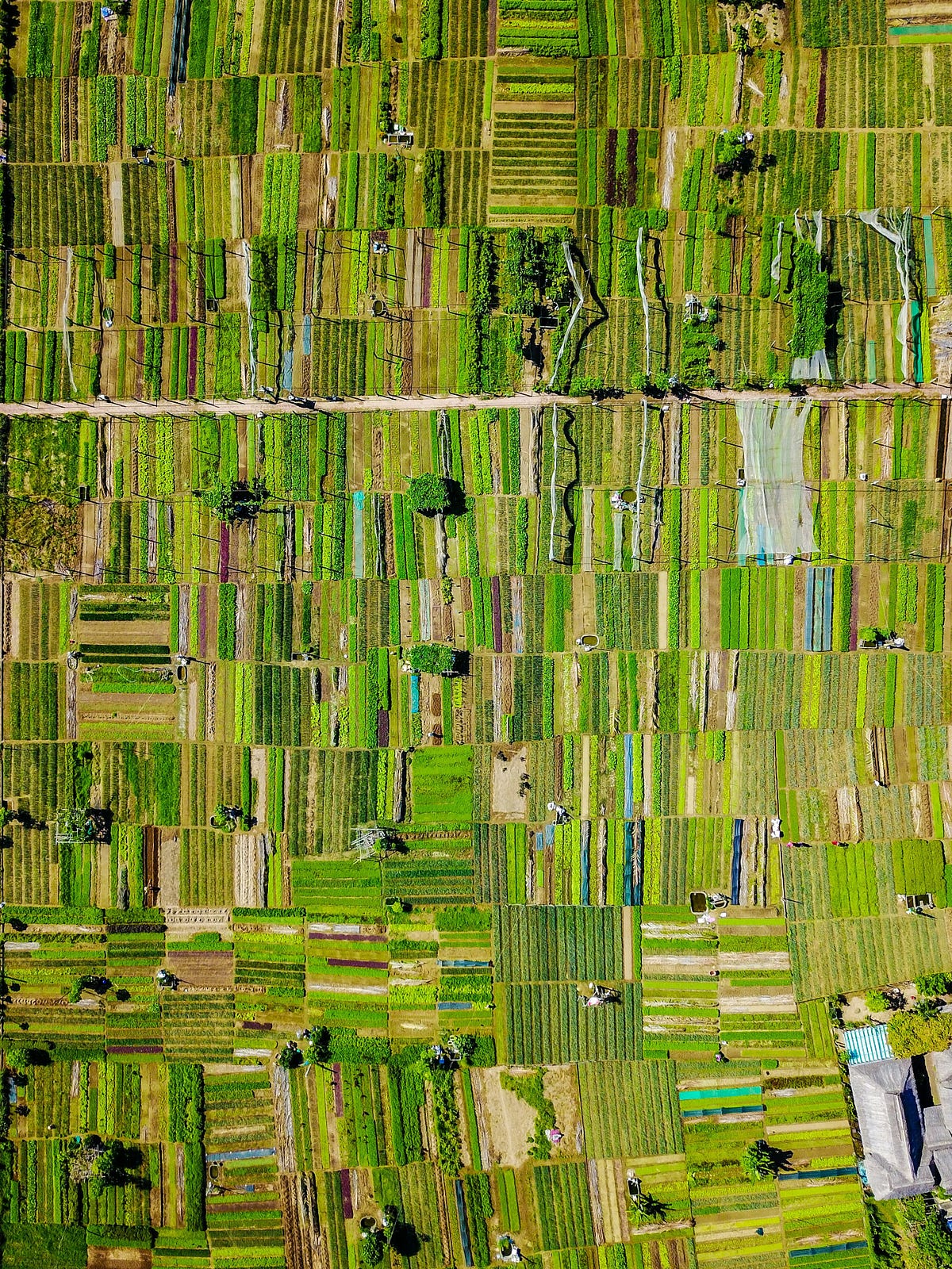 Build Decision Trees Algorithms from Scratch | by Ayo Akinkugbe ...