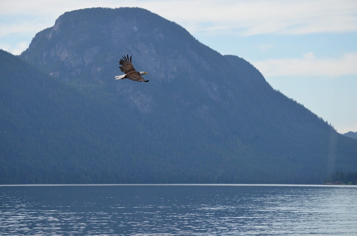Embrace Growth: Leave the Past and Soar Higher | by Luca - My Mindful ...
