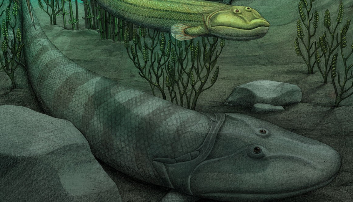 From Fish to Four Legs. The Emergence of Tetrapods and the… | by ...
