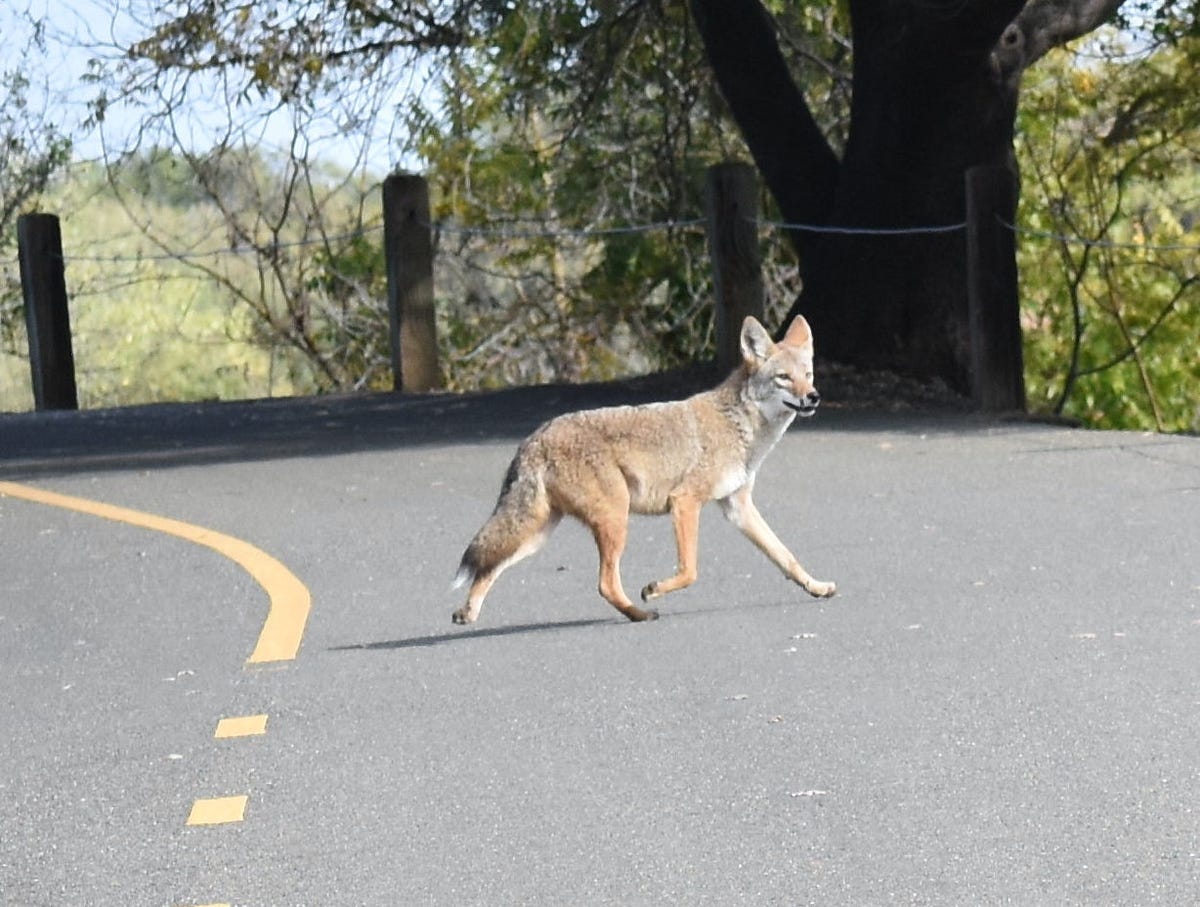 Human and Coyote Interactions: A Data Science View | by Isaac Lo | Medium