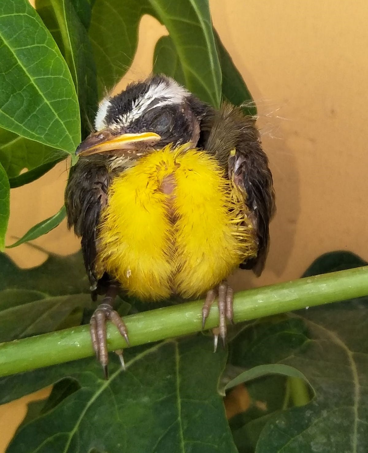 Life Lessons From a Little Bird. When nature says “stop!” | by Melanie ...