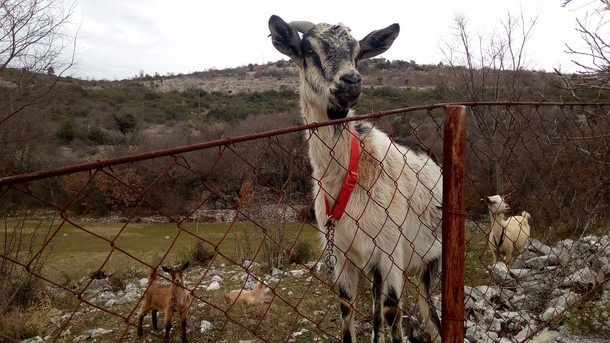 What Goats Taught Me Pt. II. Kids, pooches and more. | by Michael Freer ...