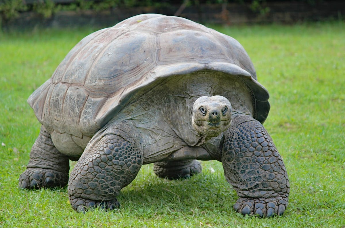 Harriet the Tortoise: A Time Traveler Who Saw Darwin, Steve Irwin, and ...