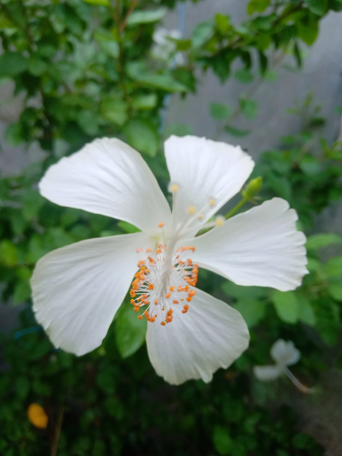 How to Grow a Successful Flower Garden: Tips and Tricks | by Amit Roy ...