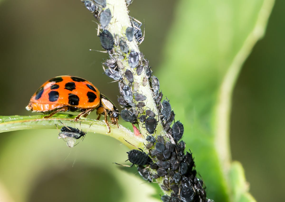 Pest Exterminator Miami. Pests are organisms that are… | by Pest ...