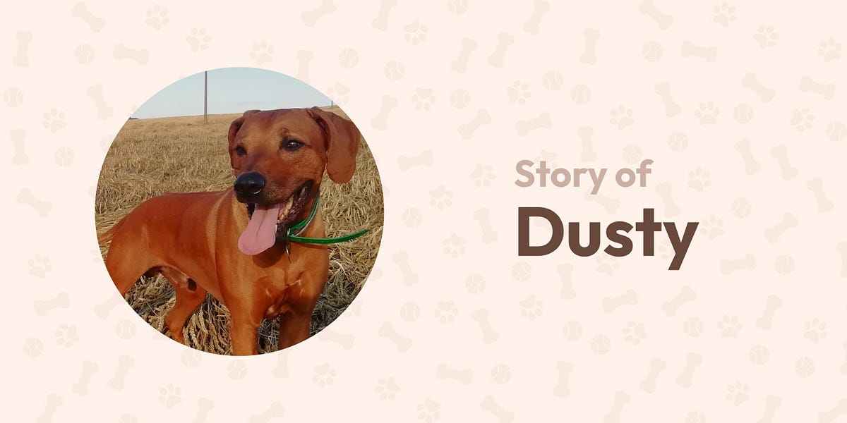 DUSTY´S FIGHT FOR HIS LIFE.. It all started more than two years ago ...