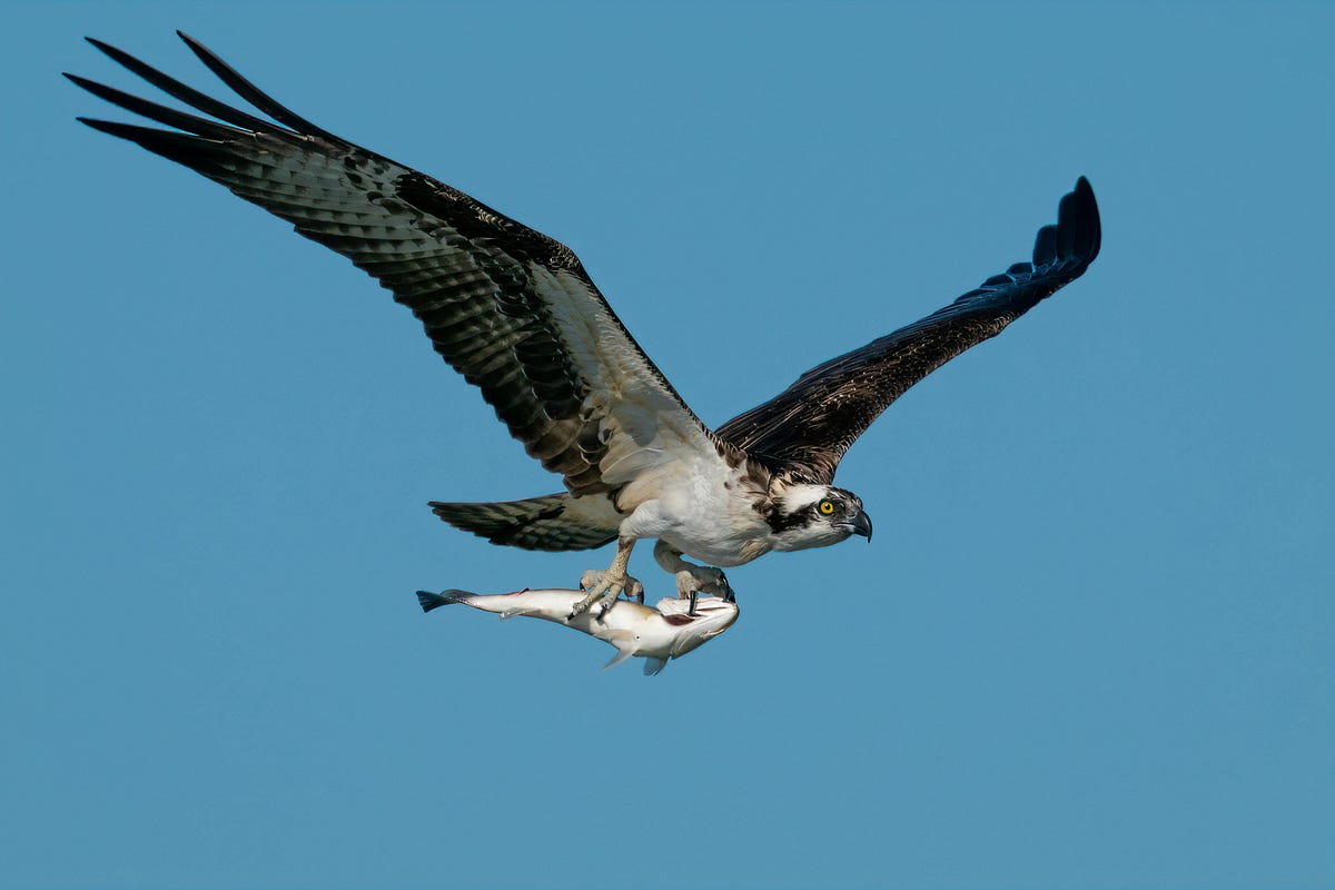 In Search of Prey: Hunting Tactics and Survival in the Wilderness | by ...
