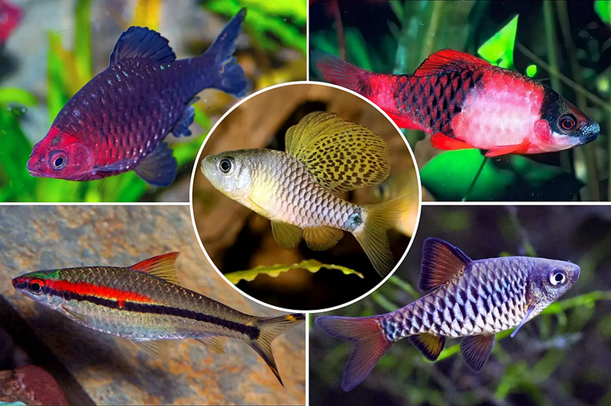 Exploring the World of Barb Fish: A Guide | by Cbdgoodlife | Aug, 2023 ...