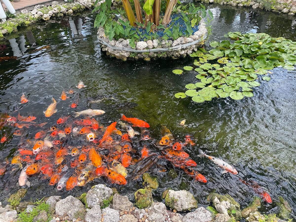 wasp in the water. Narrative Poem — | by Vivian Valentine | Scuzzbucket ...