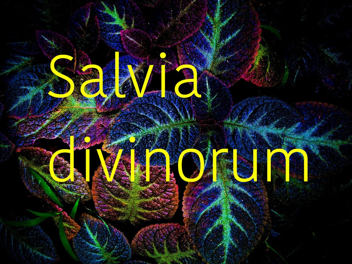 Smoking Salvia Divinorum