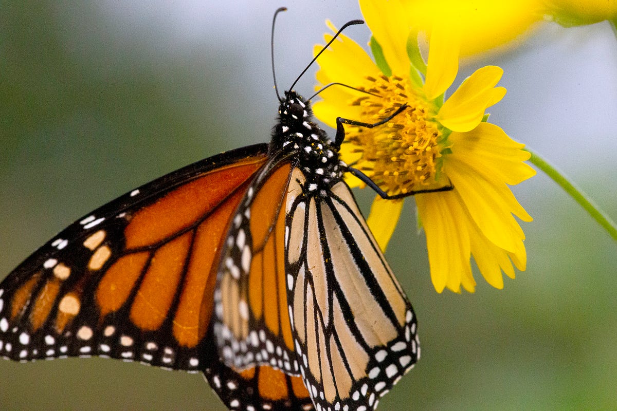 Monarch migration makes strong Oklahoma showing | by Kelly J Bostian ...