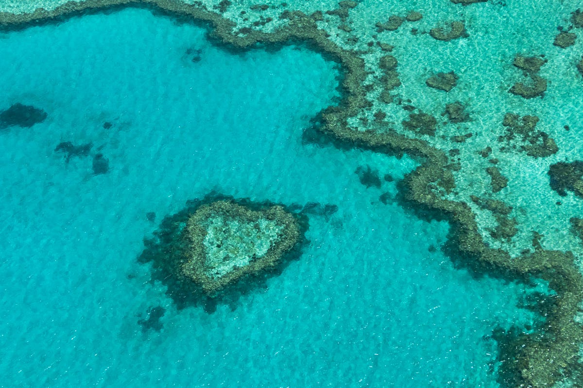 Great Astrolabe Reef: A Diver’s Paradise in Fiji | by Aritra Bose | Medium
